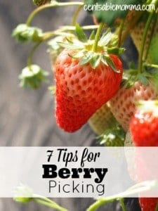 7 Tips for Berry Picking - Centsable Momma